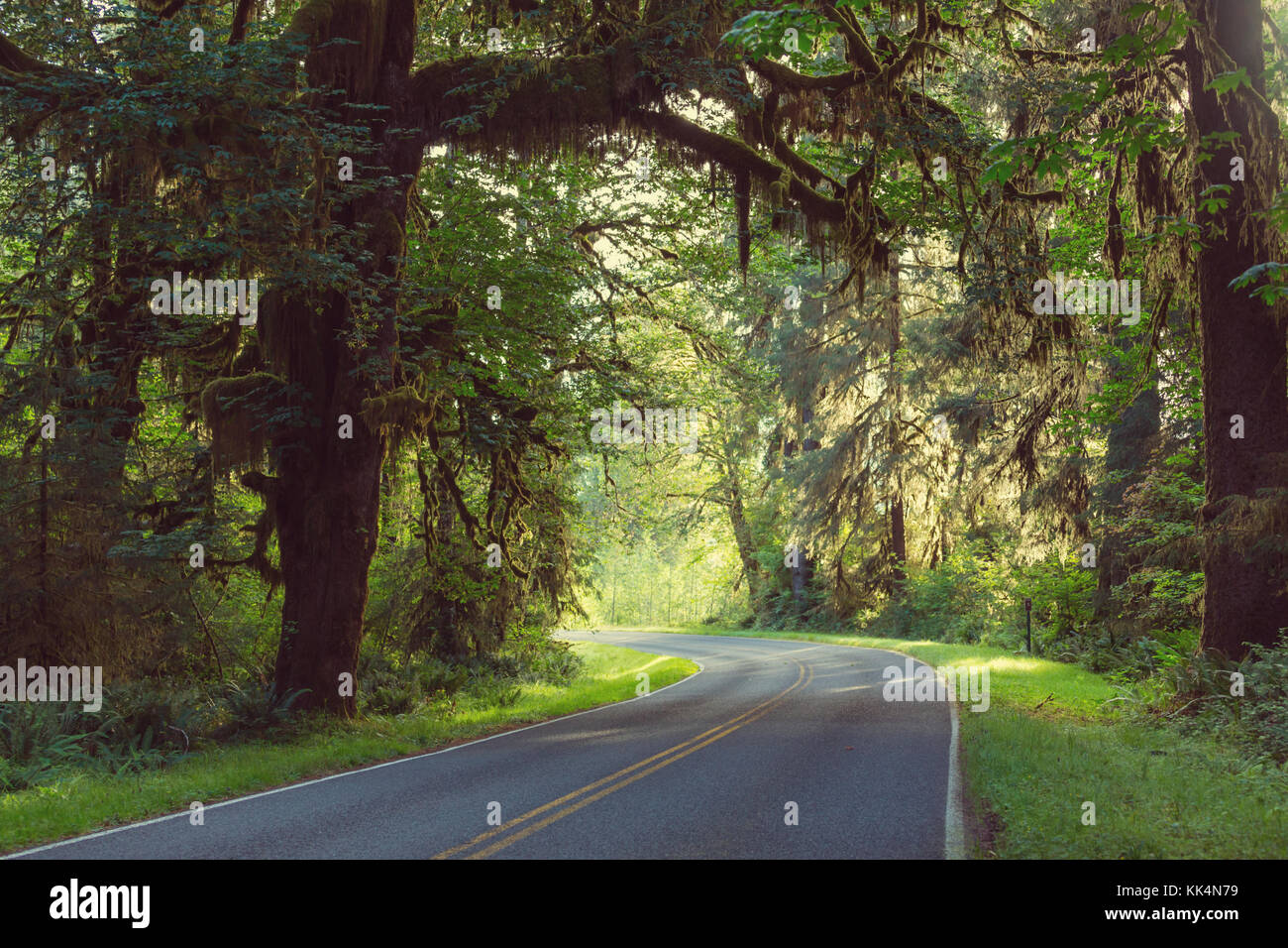 Forest in Olympic National Park, Washington Stock Photo - Alamy