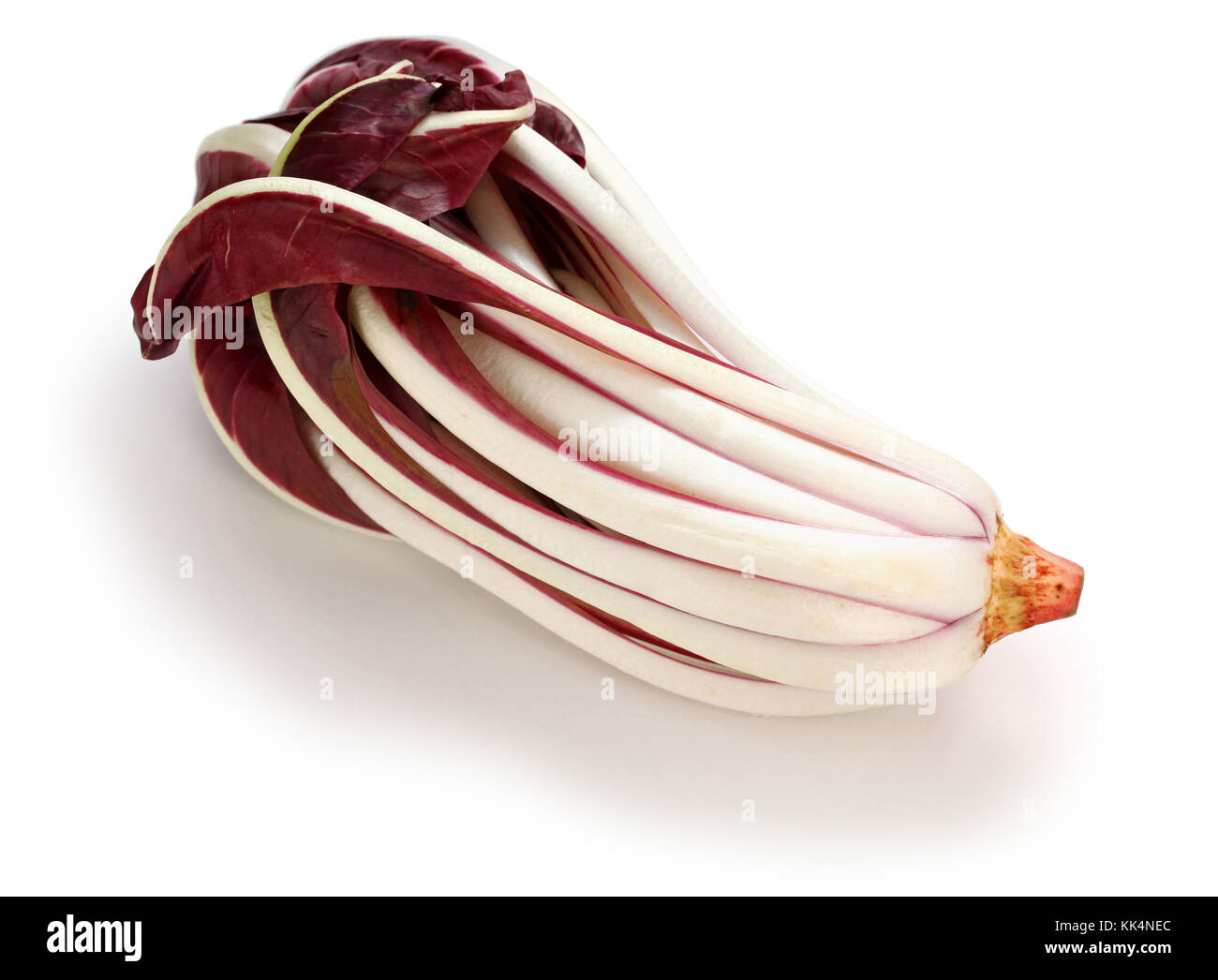 radicchio rosso di treviso tardivo, italian red chicory isolated on ...