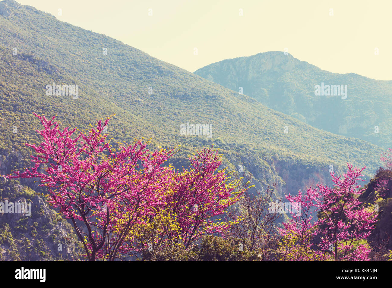 Redbud tree pink flowers, spring background Stock Photo - Alamy
