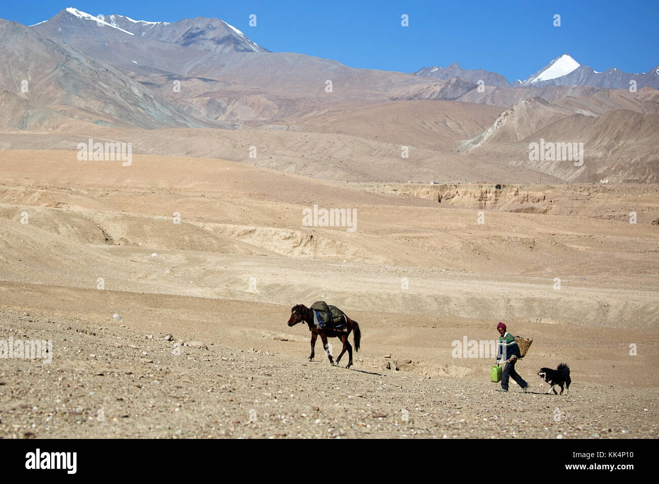 Local man with a dog and a mule - traditional way of transport, Ladakh ...