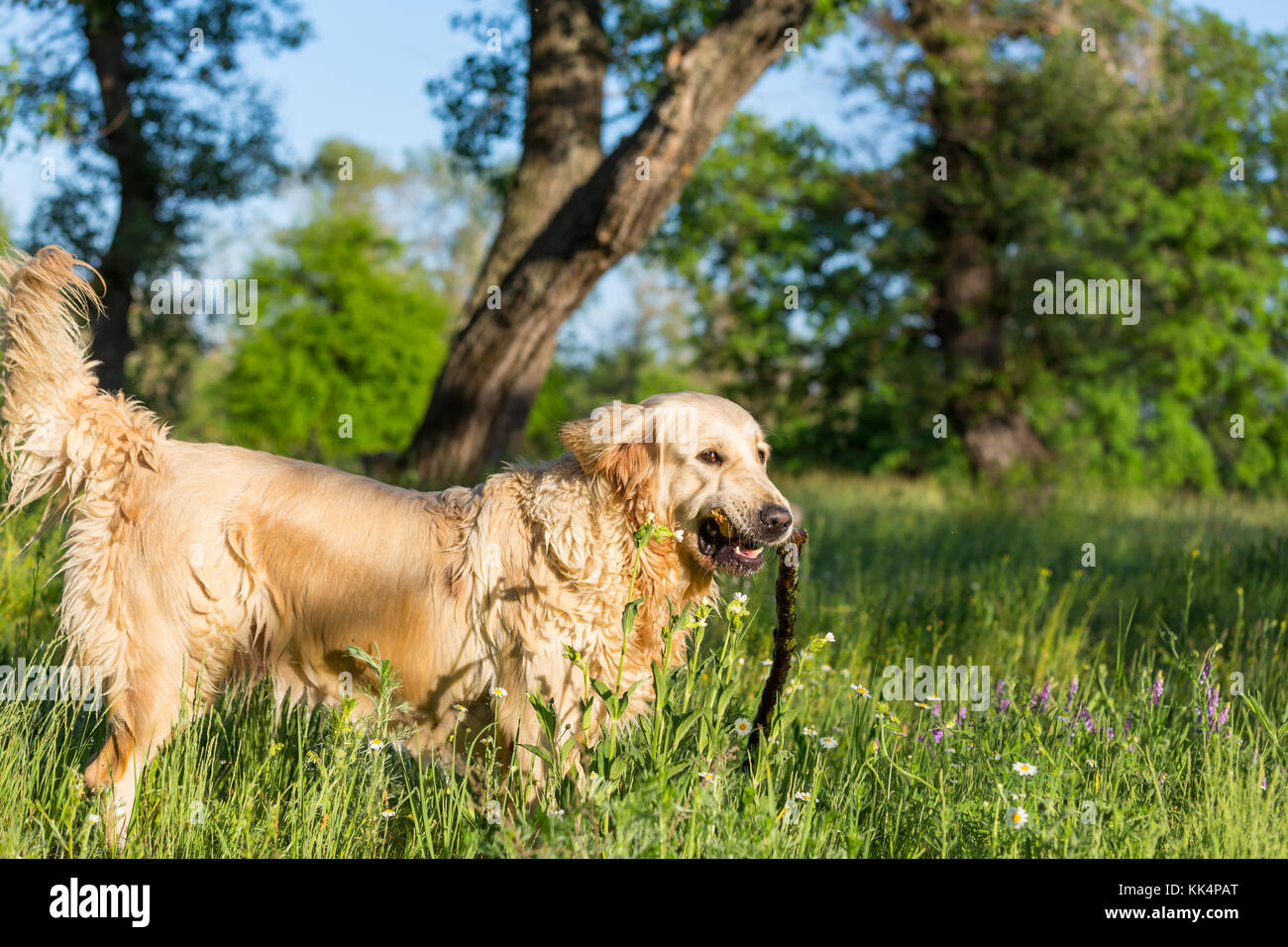 Gold retriver hi-res stock photography and images - Alamy