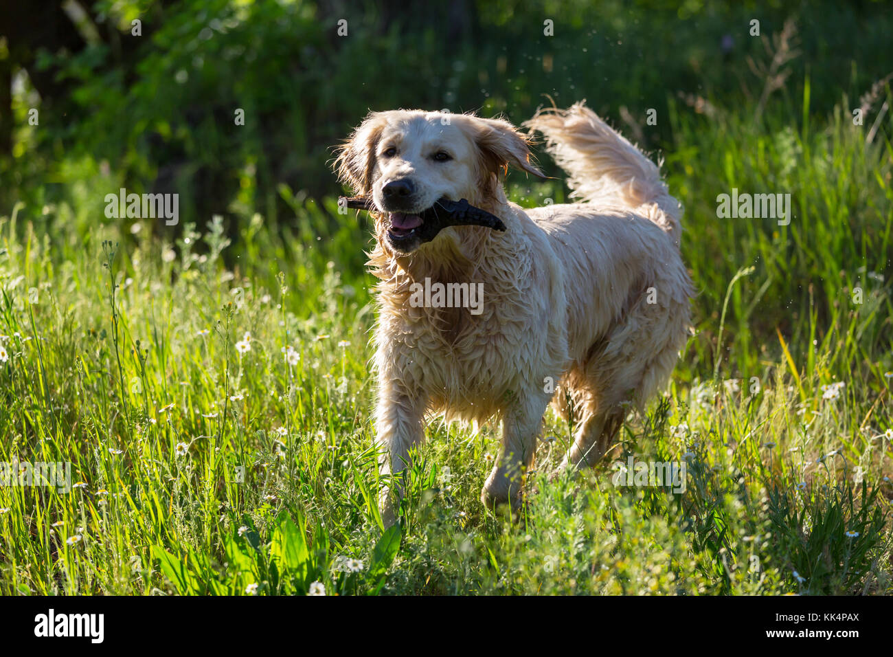 Gold retriver hi-res stock photography and images - Alamy