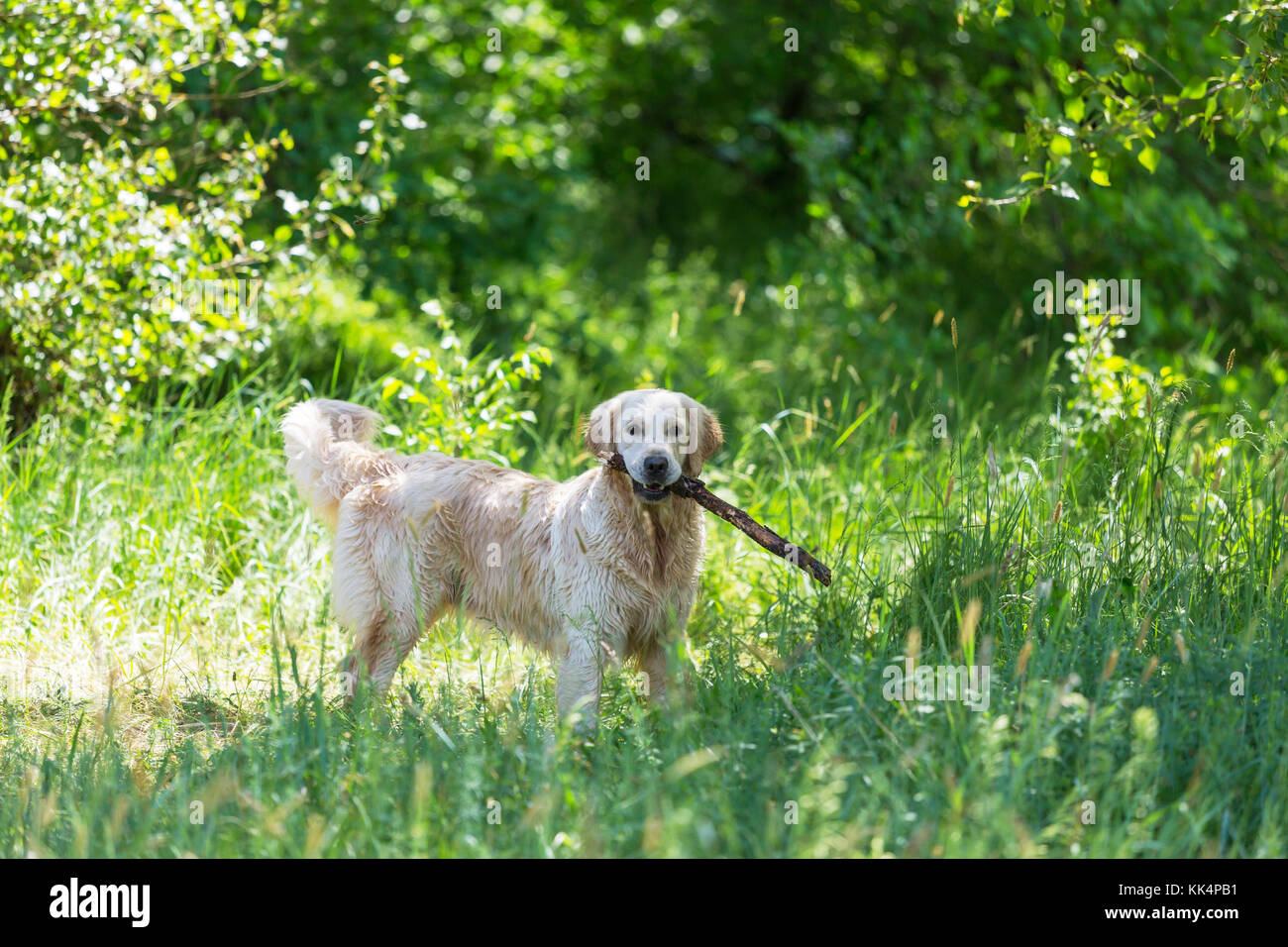 Gold retriver hi-res stock photography and images - Alamy