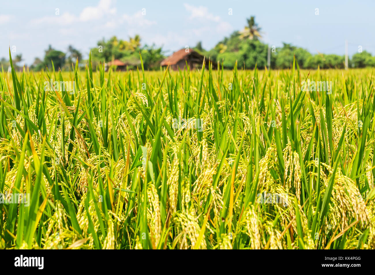 Rise field hi-res stock photography and images - Alamy