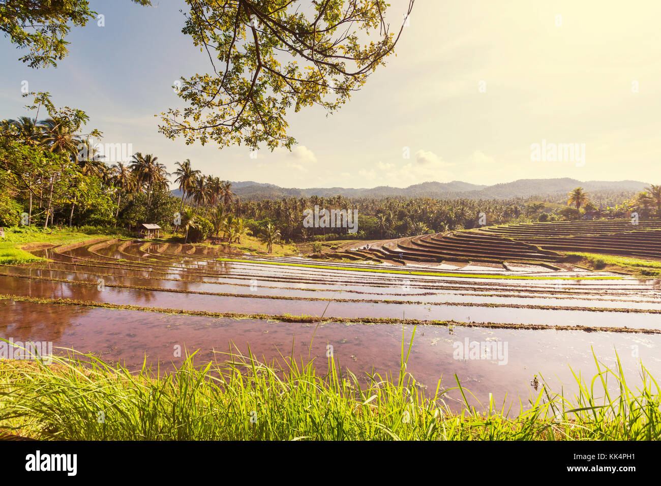 Rise field hi-res stock photography and images - Alamy