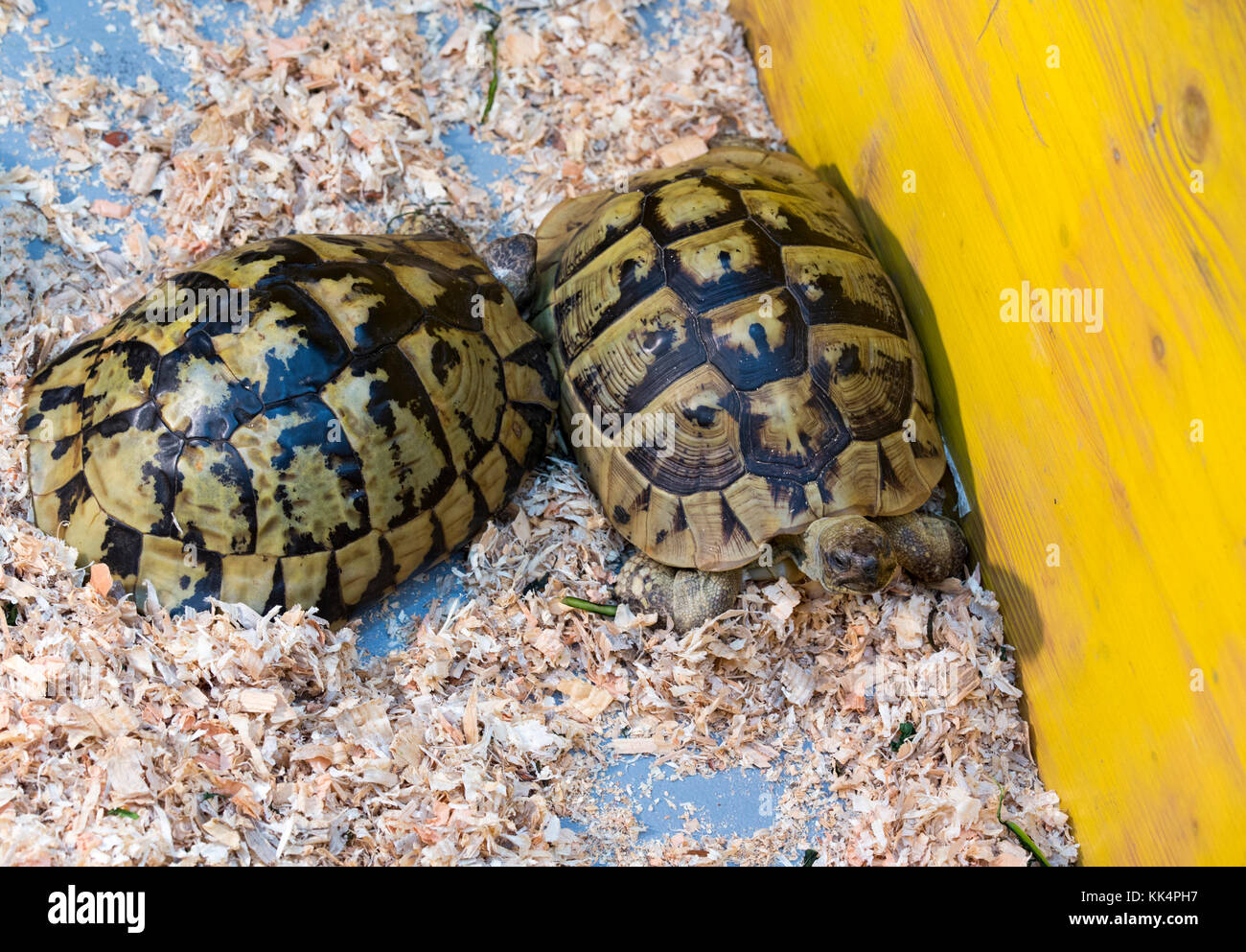 testudo Hermanni turtle sold at market in Italy Stock Photo - Alamy