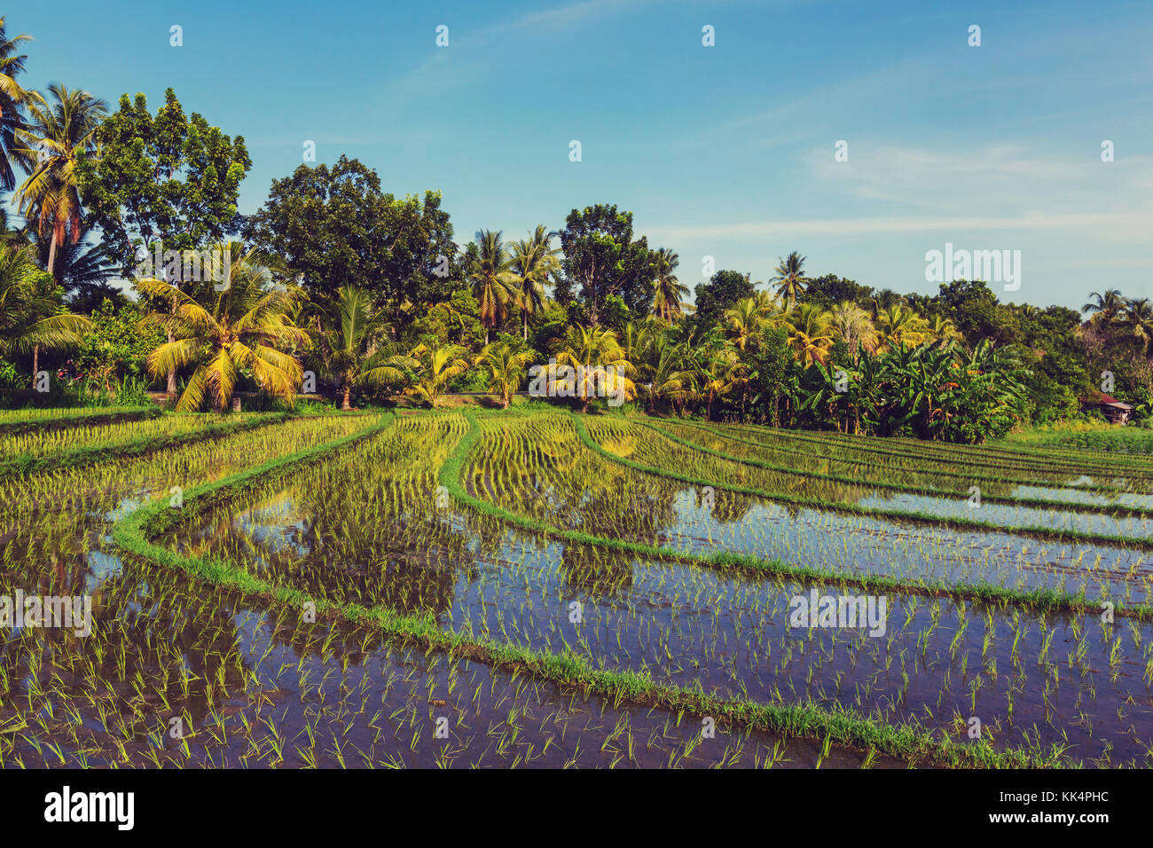 Rise field hi-res stock photography and images - Alamy