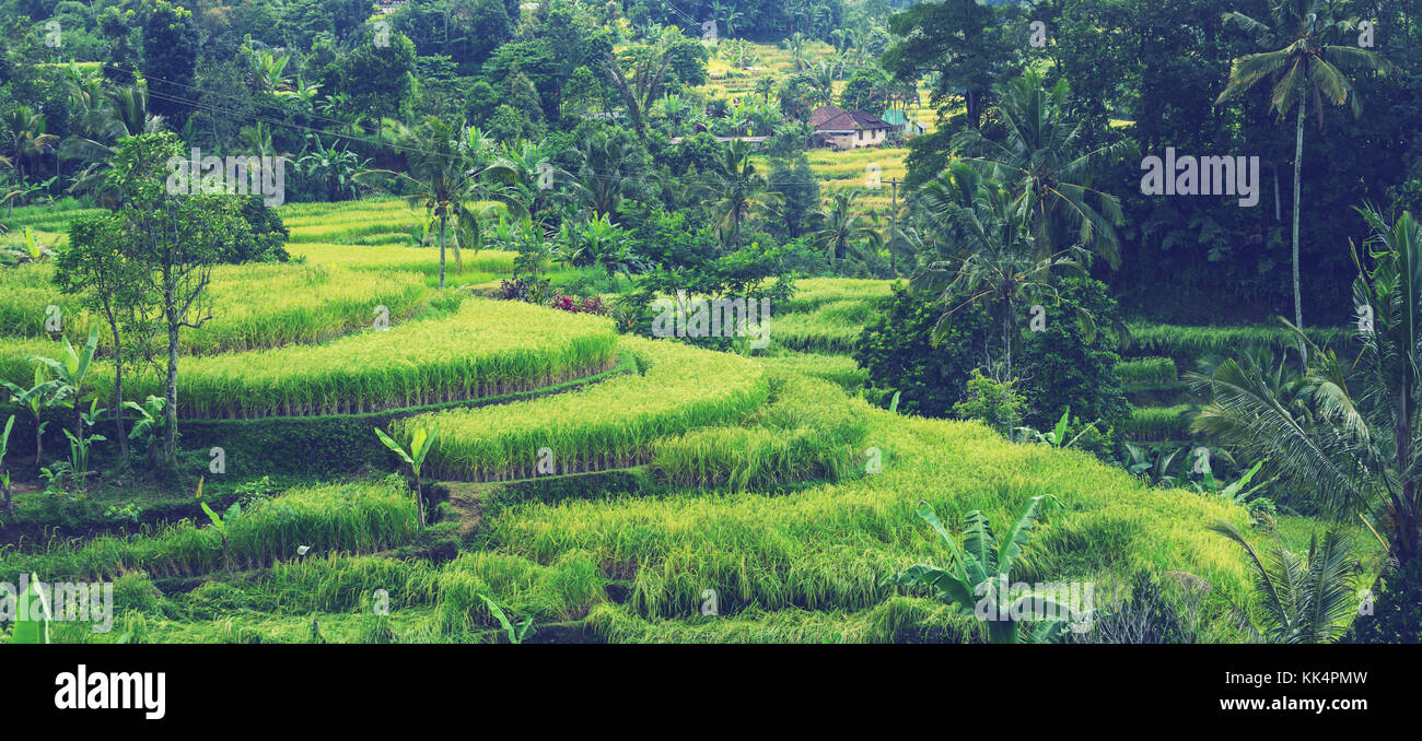 Rice terrace in Indonesia Stock Photo - Alamy