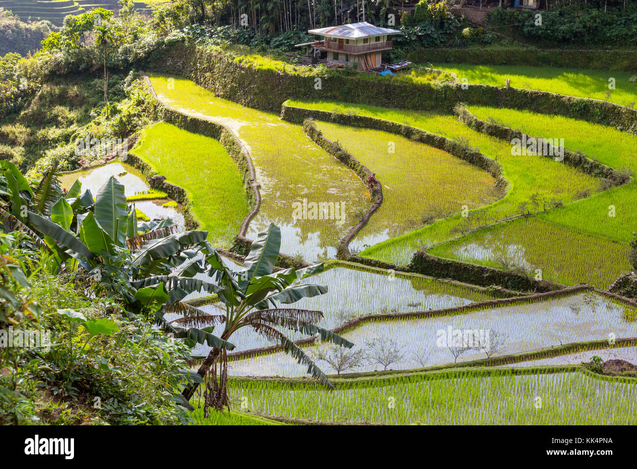 Beautiful Green Rice terraces in the Philippines. . Rice cultivation in ...