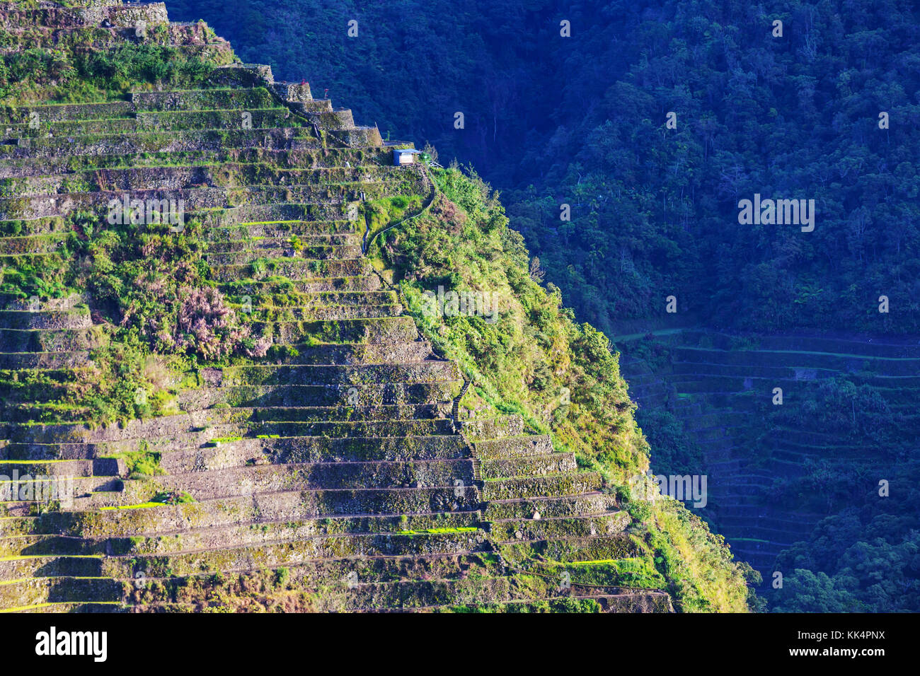 Beautiful Green Rice terraces in the Philippines. Rice cultivation in ...