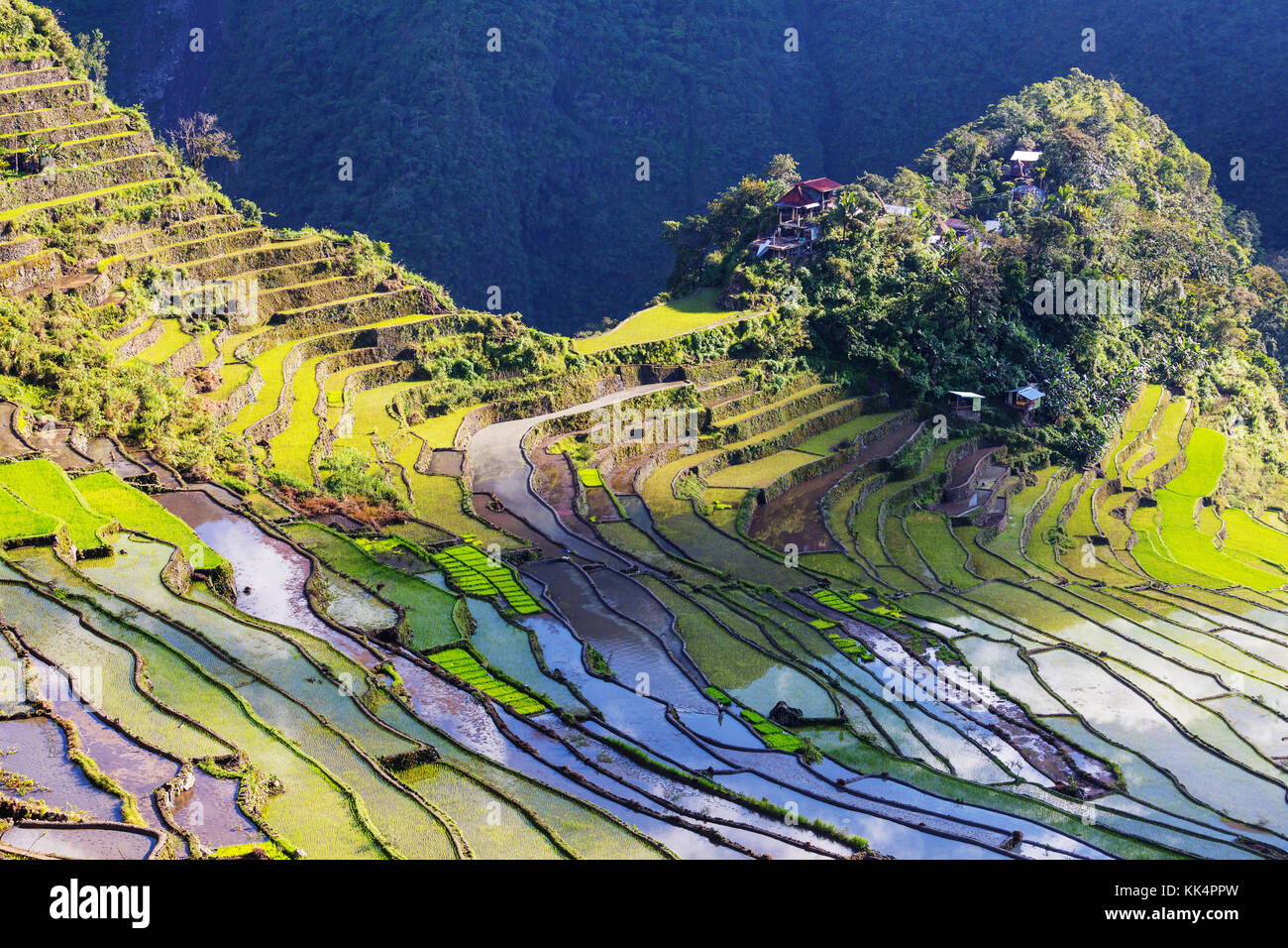 Beautiful Green Rice terraces in the Philippines. Rice cultivation in ...