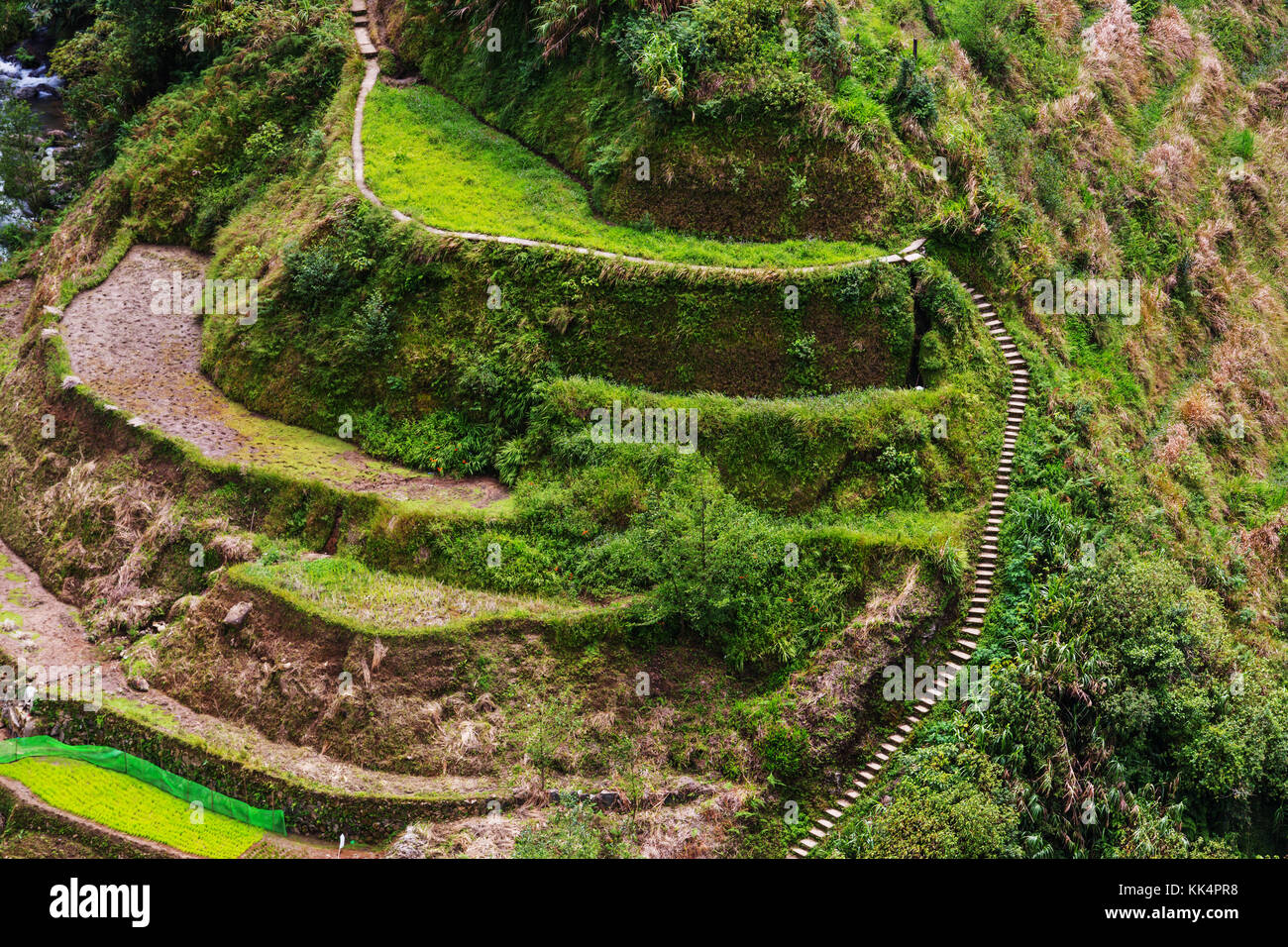 Beautiful Green Rice terraces in the Philippines. Rice cultivation in ...