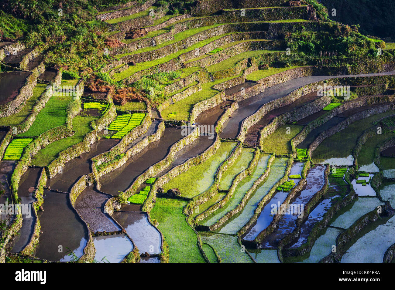 Beautiful Green Rice terraces in the Philippines. Rice cultivation in ...