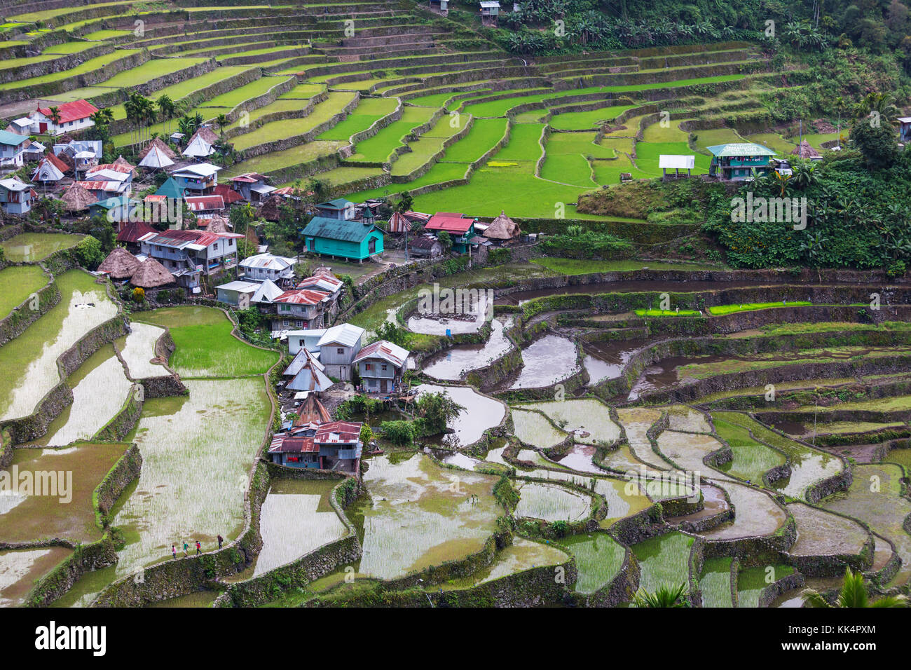 Beautiful Green Rice terraces in the Philippines. Rice cultivation in ...