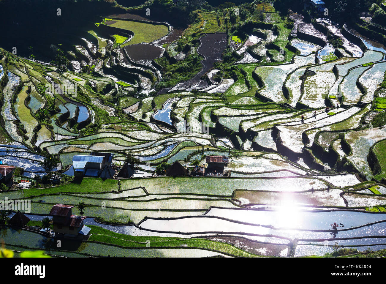 Beautiful Green Rice terraces in the Philippines. Rice cultivation in ...