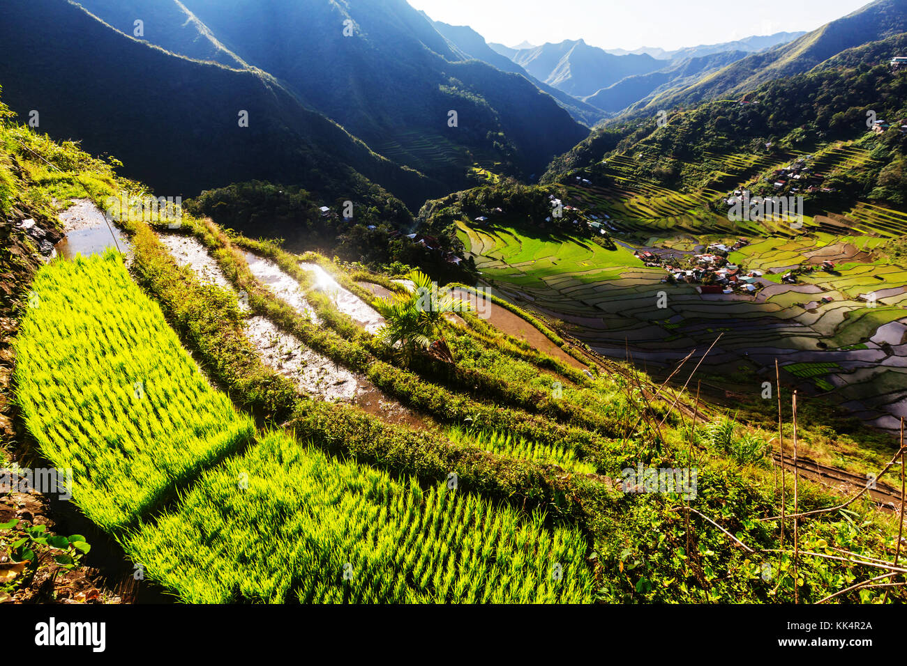 Beautiful Green Rice terraces in the Philippines. Rice cultivation in ...