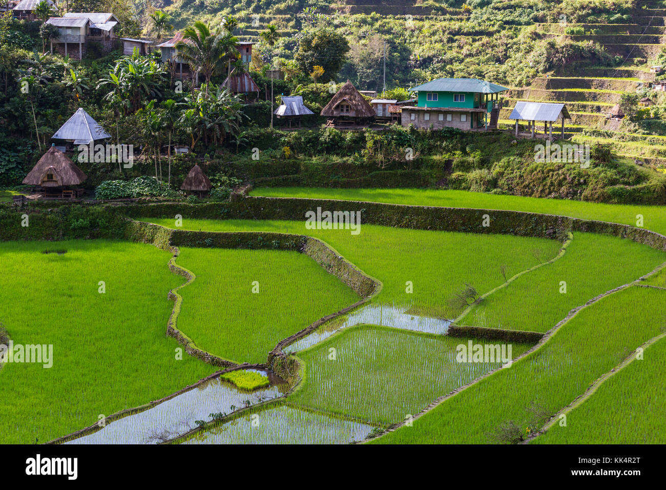Beautiful Green Rice terraces in the Philippines. Rice cultivation in ...