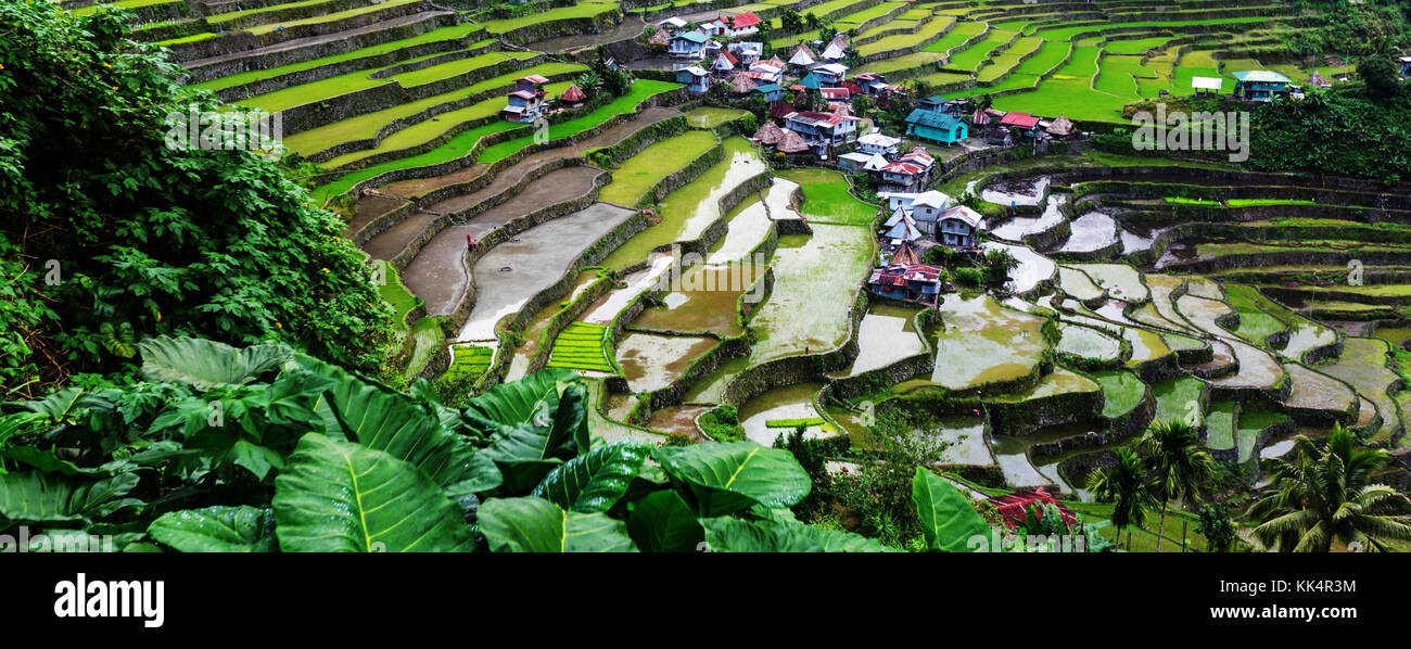 Beautiful Green Rice terraces in the Philippines. Rice cultivation in ...