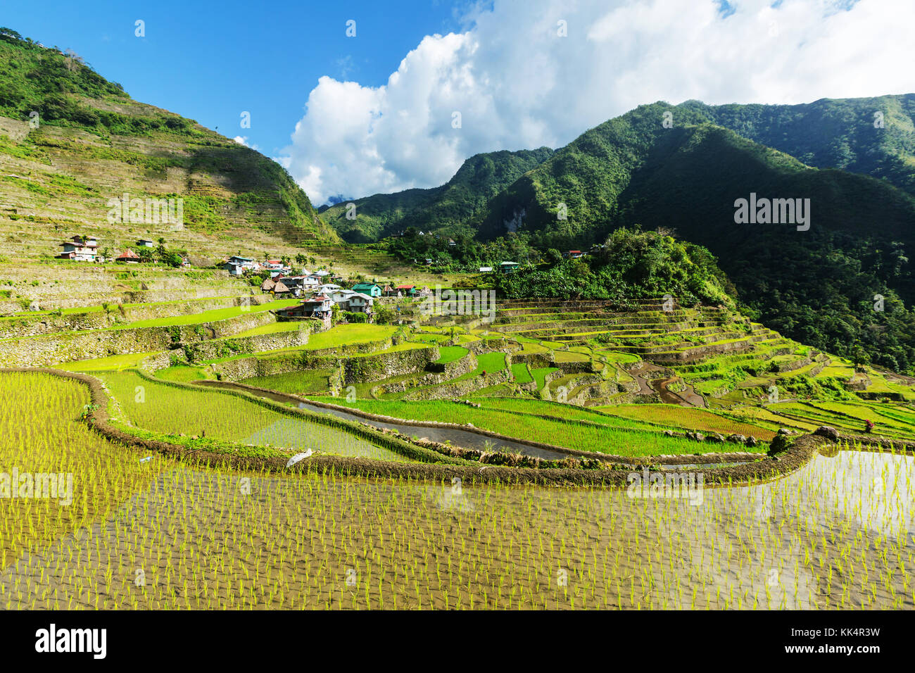 Beautiful Green Rice terraces in the Philippines. Rice cultivation in ...