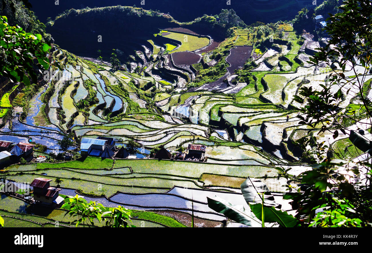 Beautiful Green Rice terraces in the Philippines. Rice cultivation in ...
