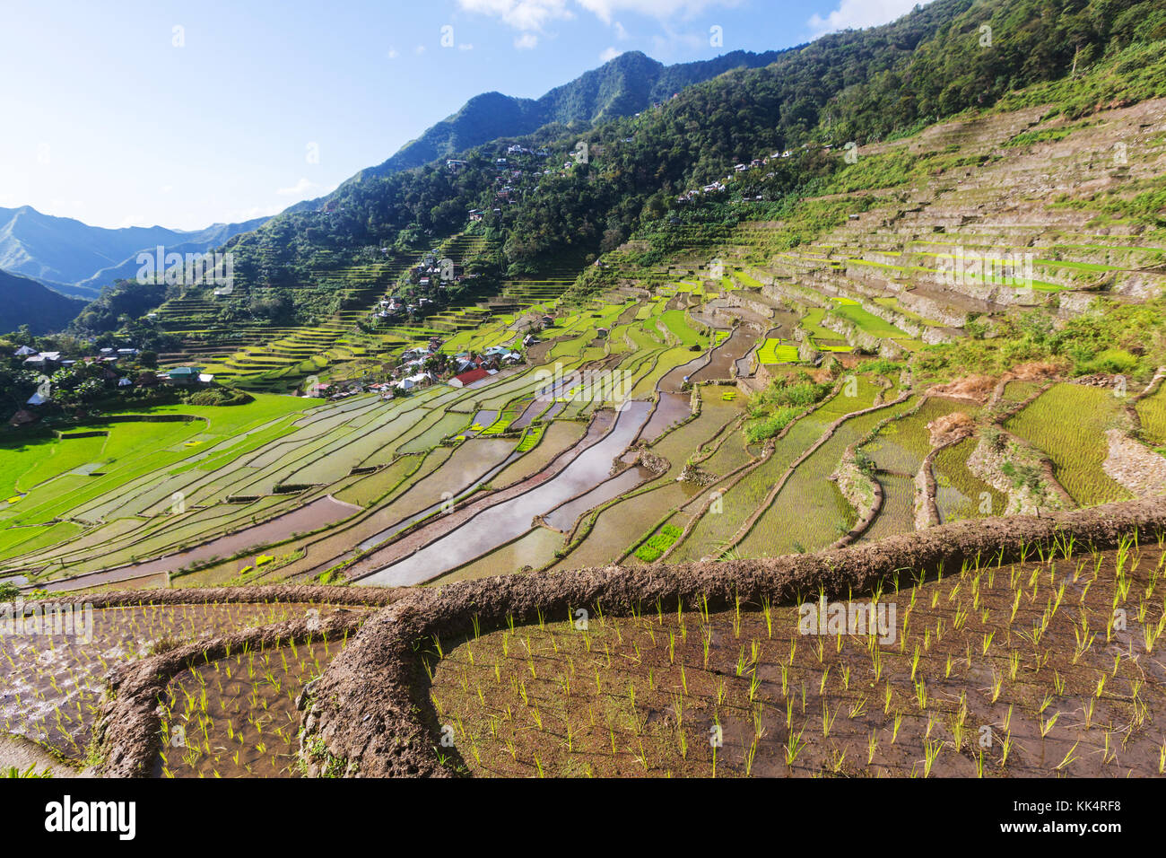 Beautiful Green Rice terraces in the Philippines. Rice cultivation in ...