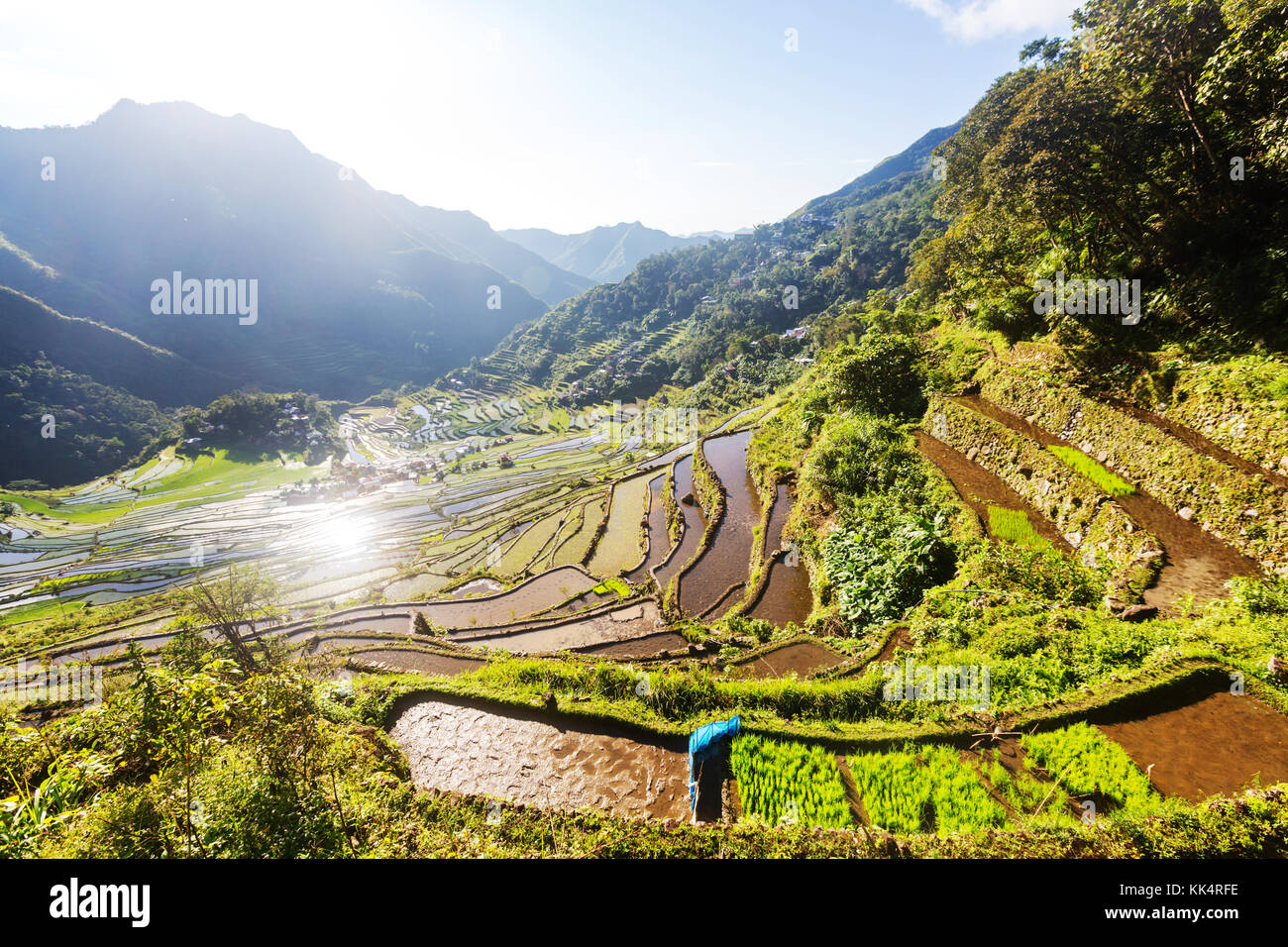 Beautiful Green Rice terraces in the Philippines. Rice cultivation in ...