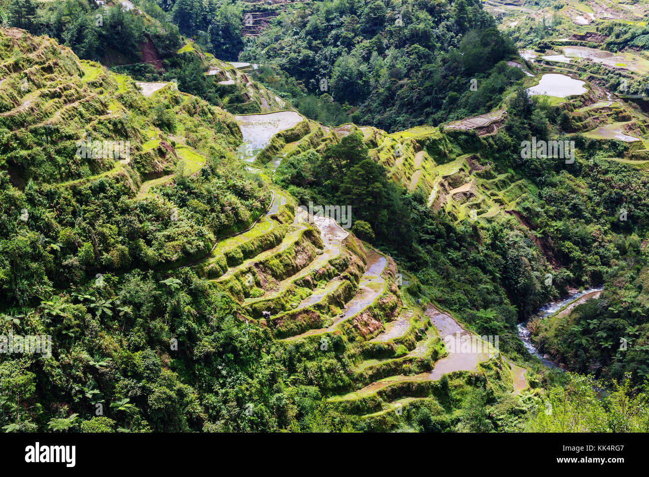 Beautiful Green Rice terraces in the Philippines. Rice cultivation in ...