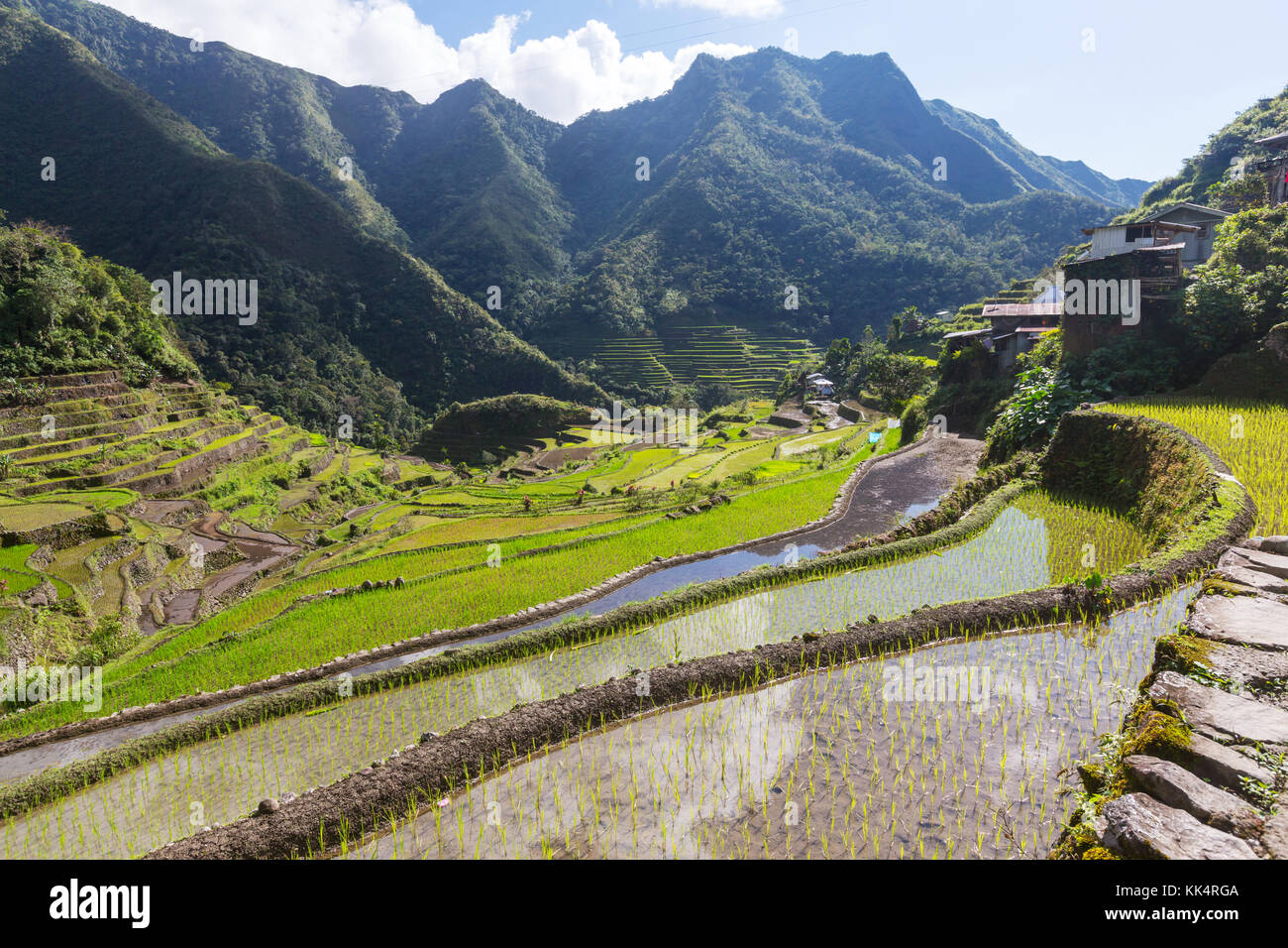 Beautiful Green Rice terraces in the Philippines. Rice cultivation in ...