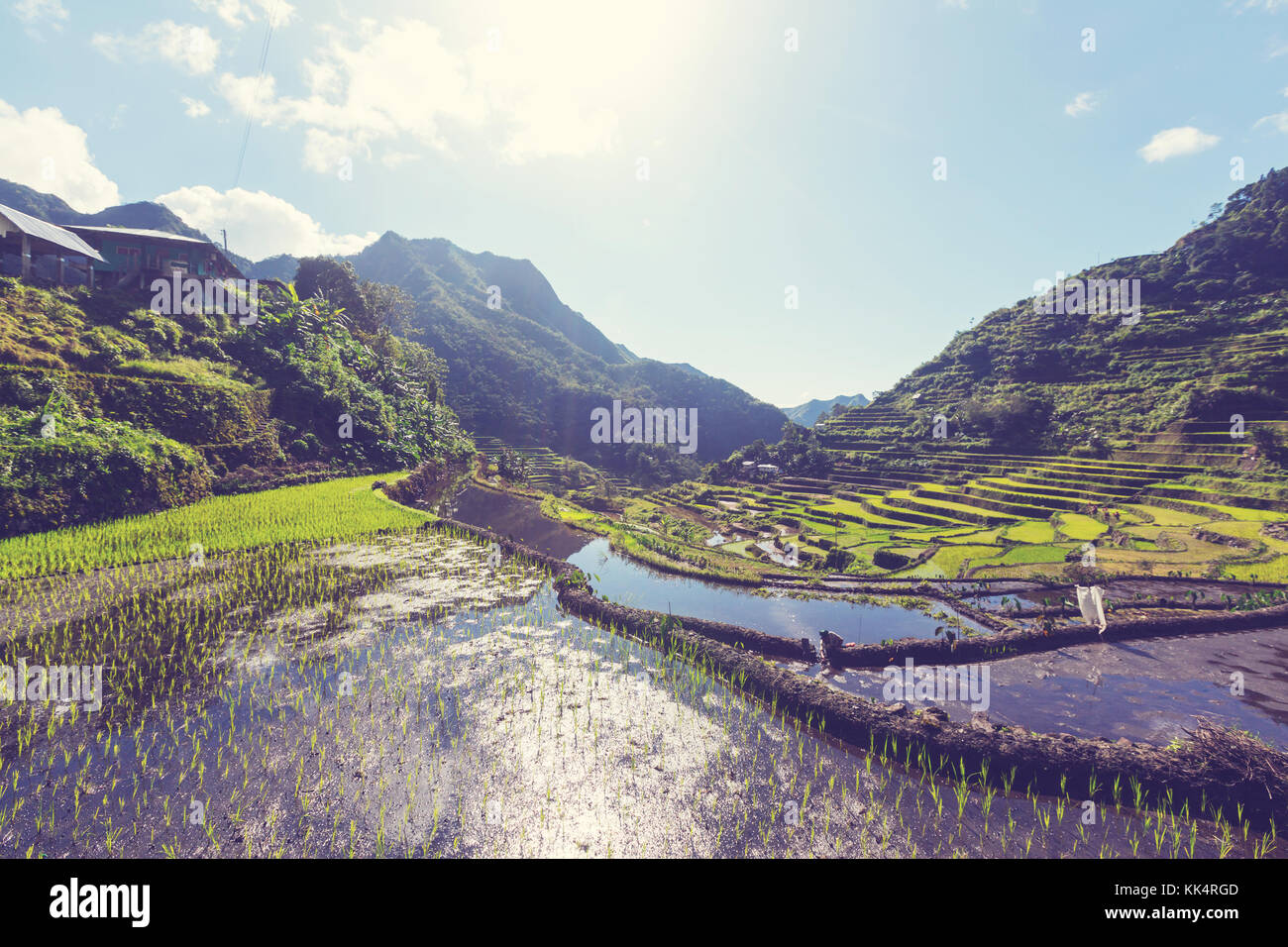 Beautiful Green Rice terraces in the Philippines. Rice cultivation in ...