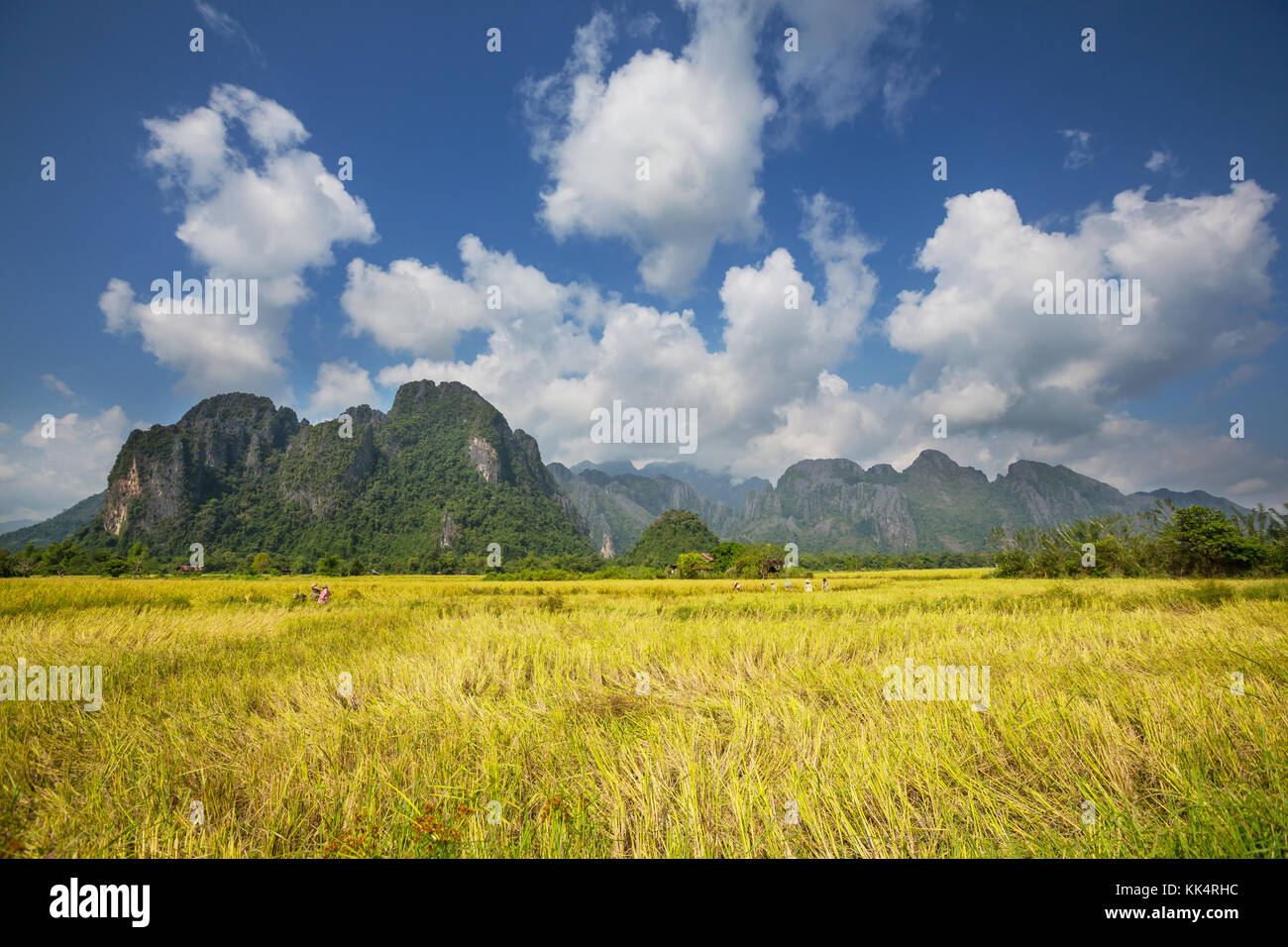 Rice farming process hi-res stock photography and images - Alamy