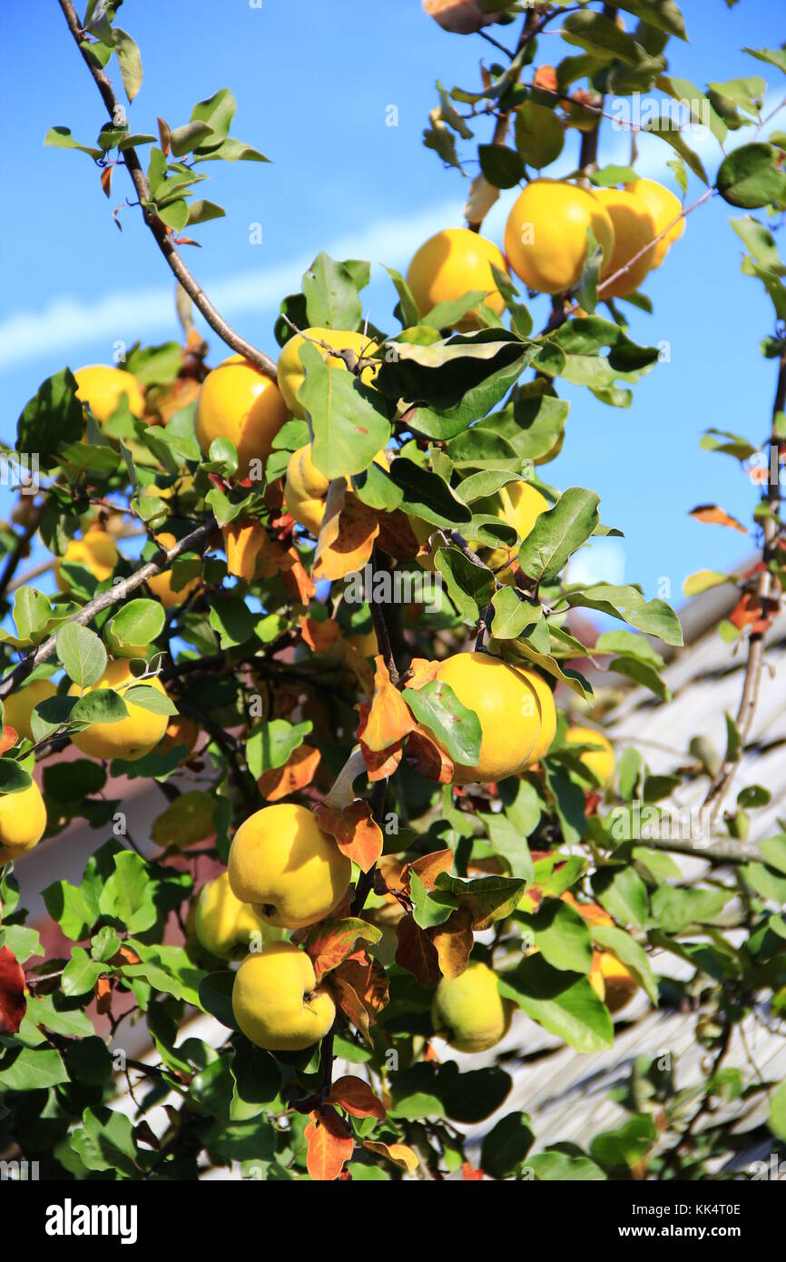 ripe fruits of quince on the tree Stock Photo - Alamy