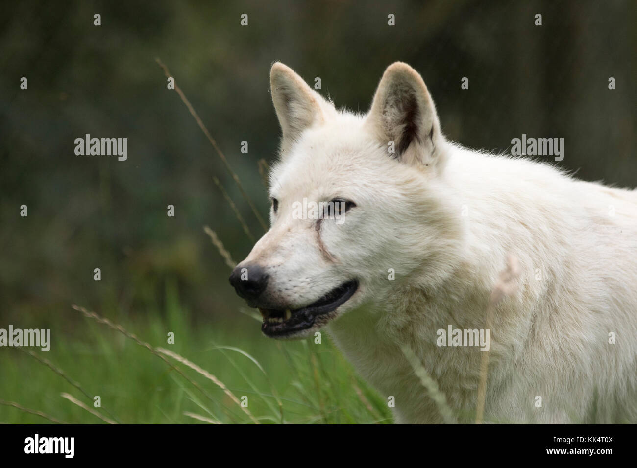 White Wolves Pack High Resolution Stock Photography and Images - Alamy