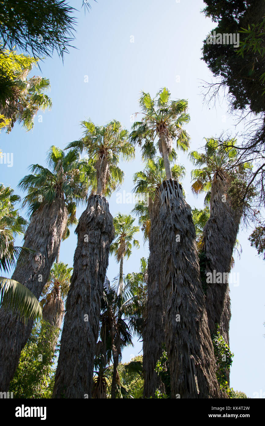 Huge old palm trees in the park Stock Photo - Alamy