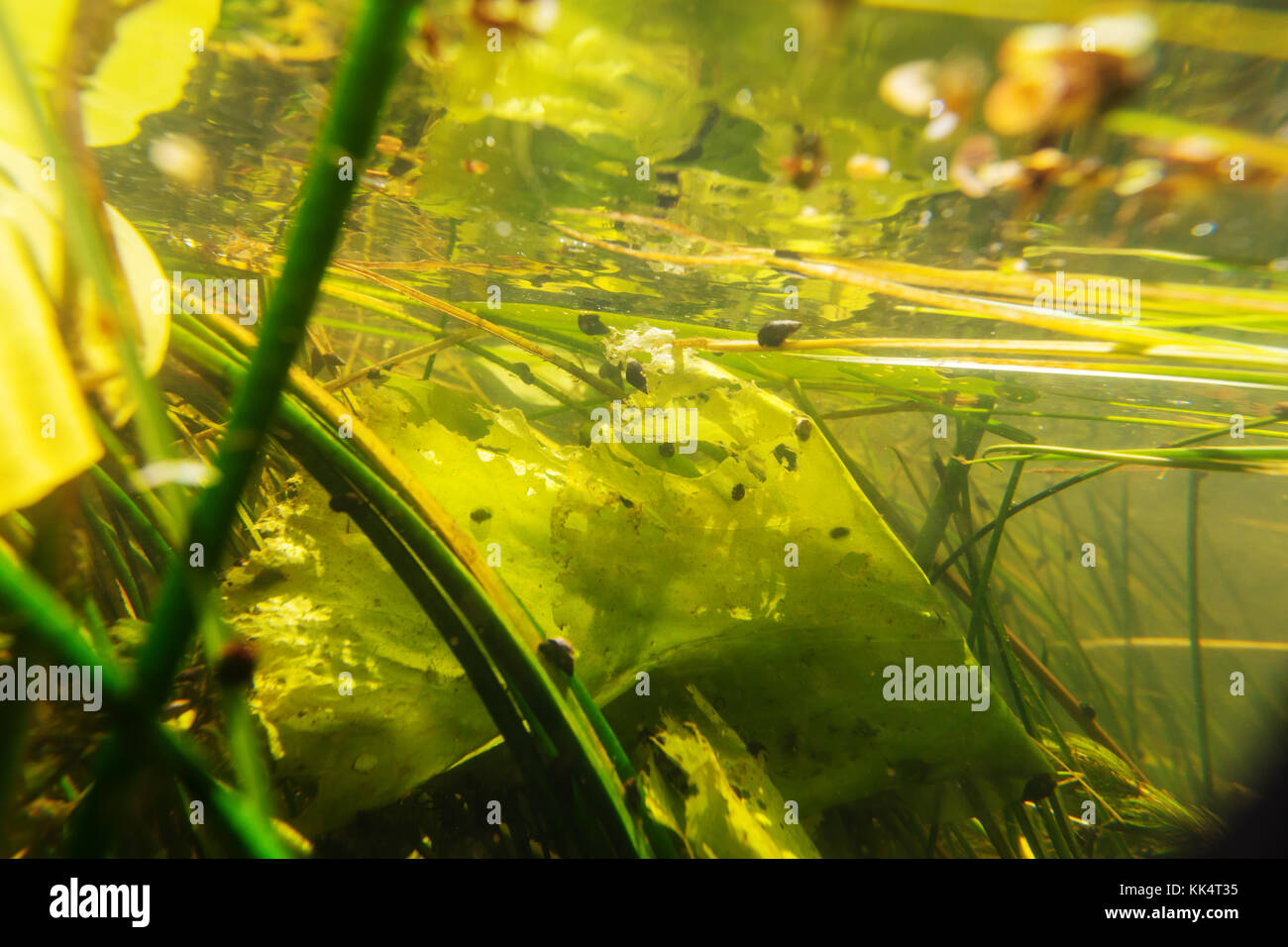 Seascape area shallow water natural hi-res stock photography and images ...