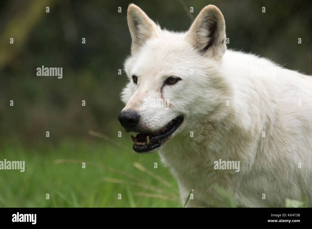 White Wolves Pack High Resolution Stock Photography and Images - Alamy