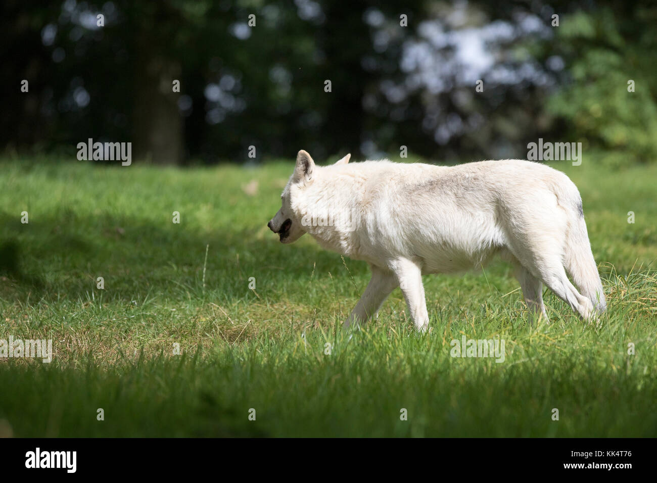 White Wolves Pack High Resolution Stock Photography and Images - Alamy