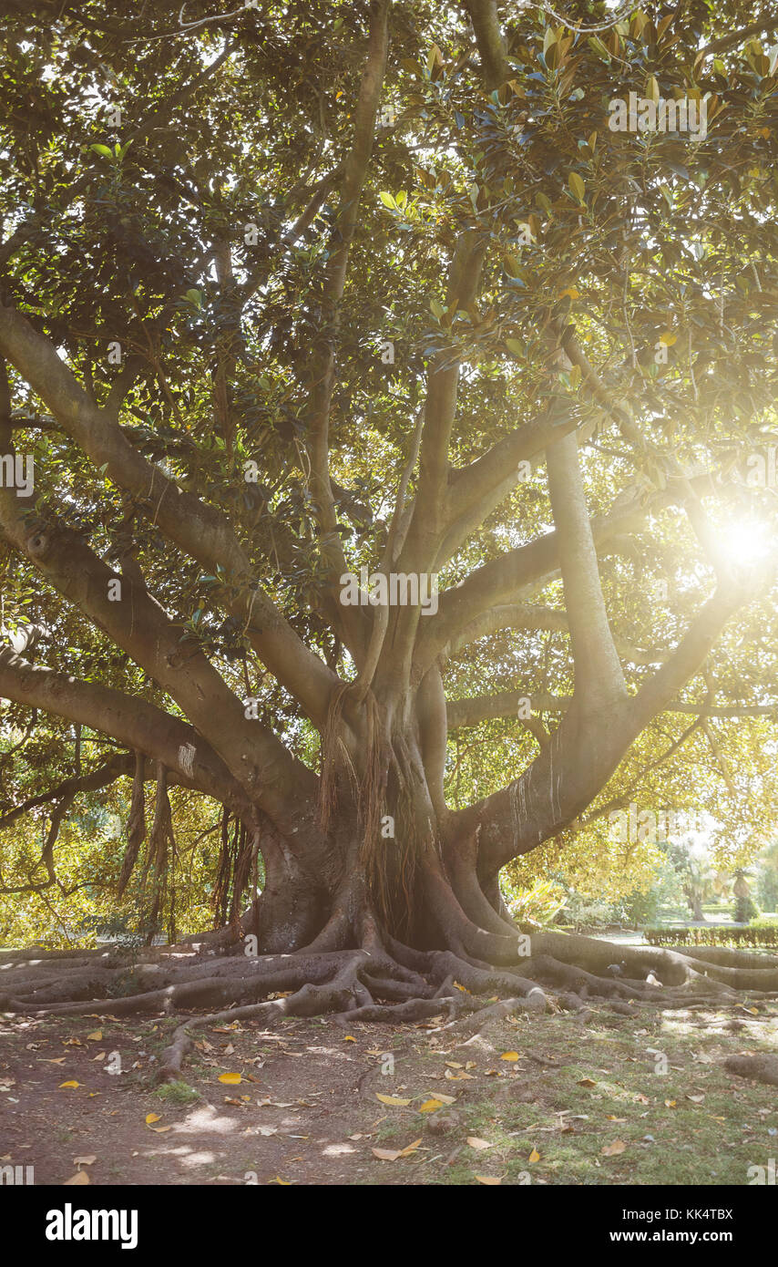Big old tree with roots in the park Stock Photo - Alamy