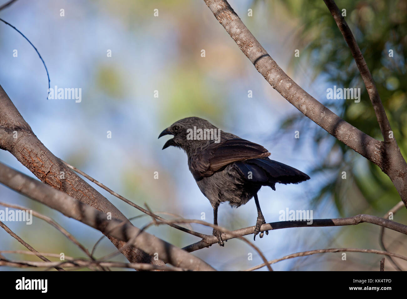 Apostlebird calling from its perch on branch of tree in Queensland ...