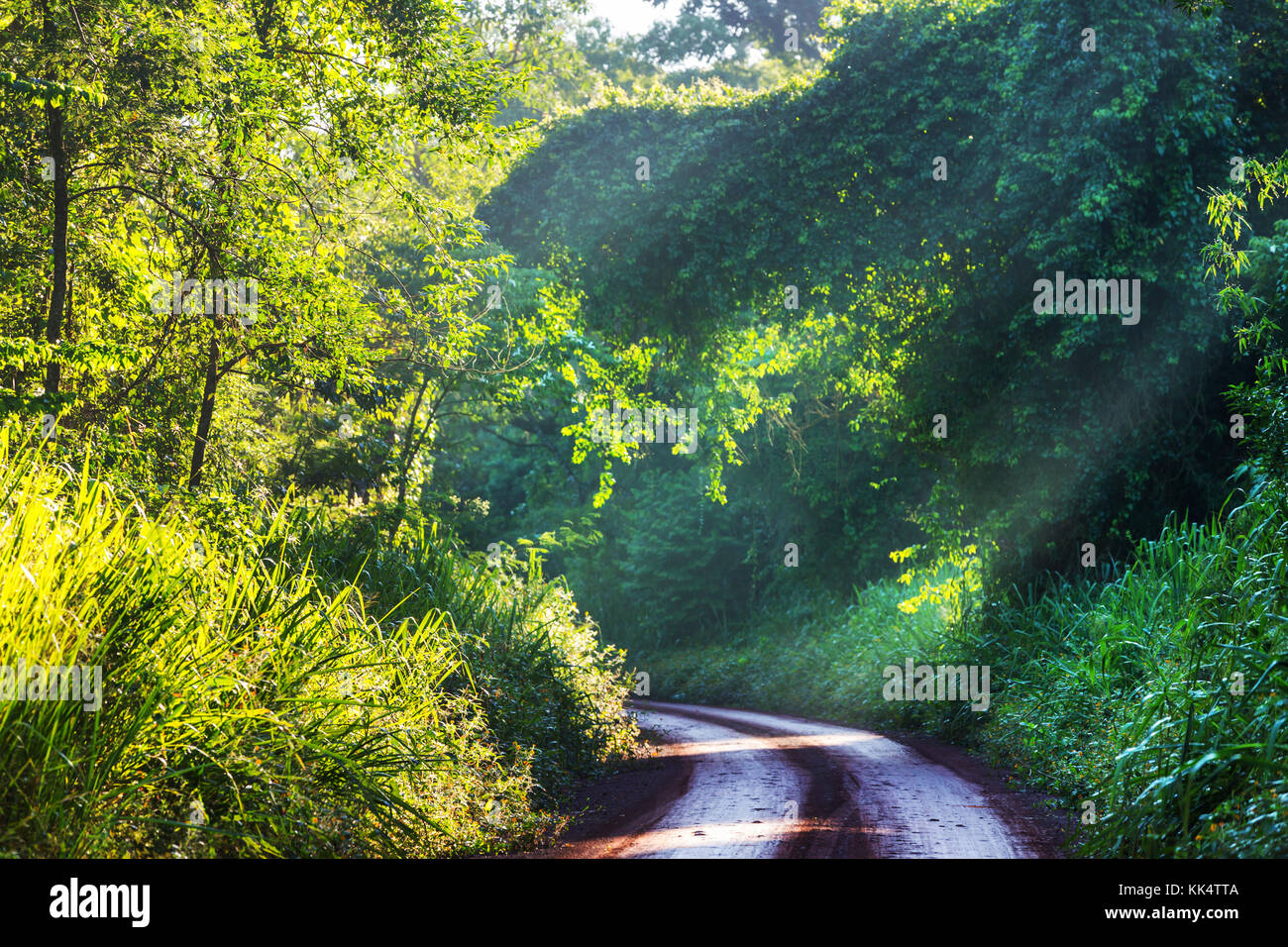 Road in trees alley Stock Photo - Alamy