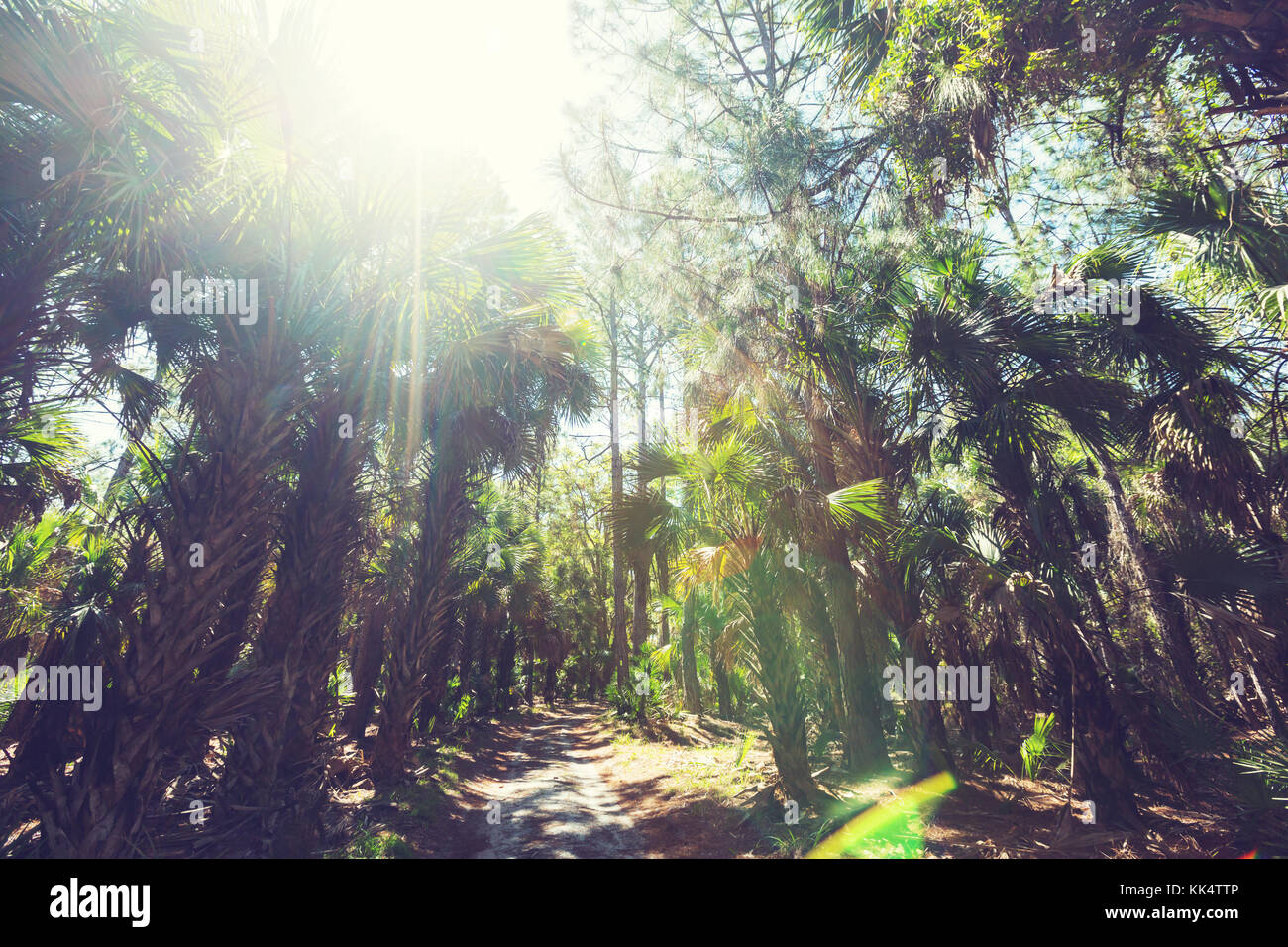 Dirt road in remote jungle Stock Photo - Alamy