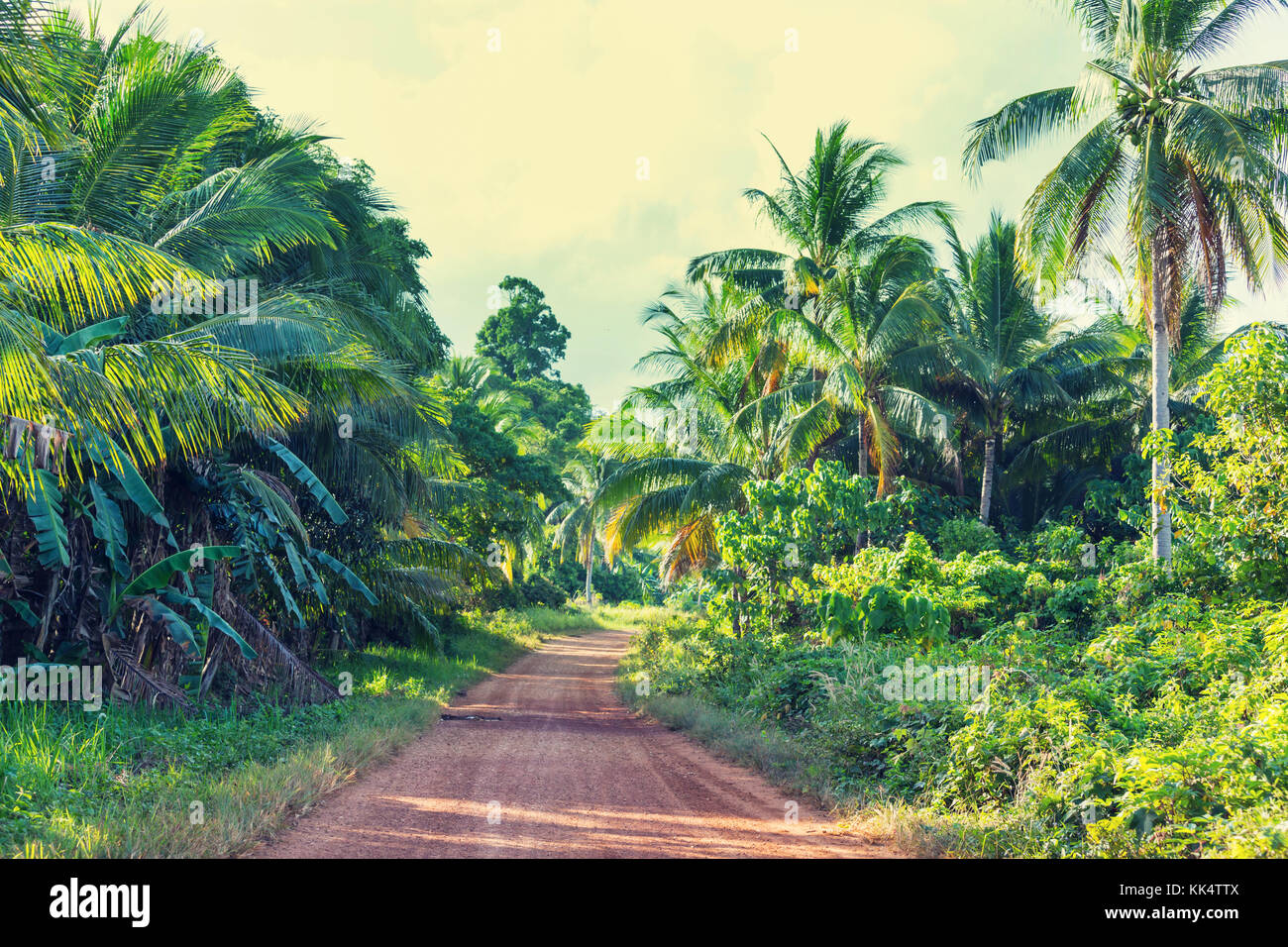 Dirt road in remote jungle Stock Photo - Alamy