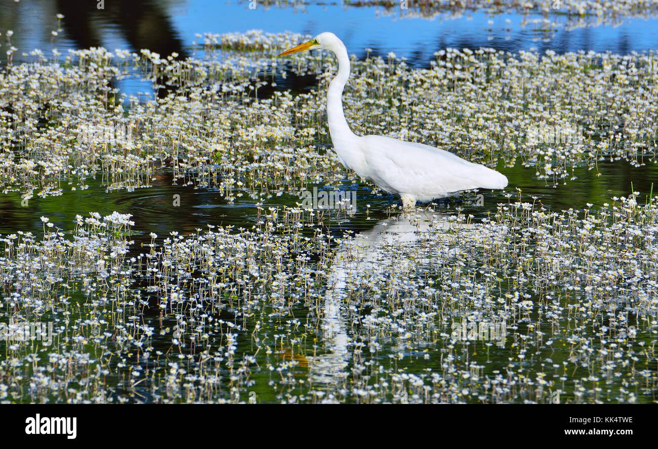 Great egret bird animal hi-res stock photography and images - Alamy