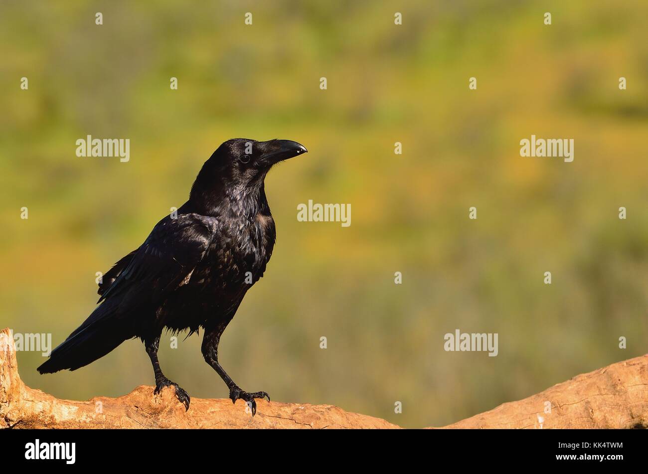 Raven on log hi-res stock photography and images - Alamy