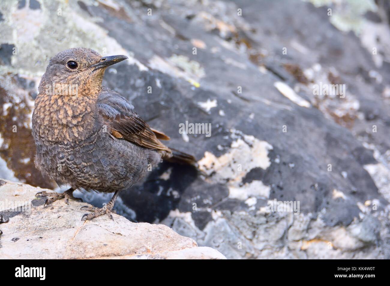 Blue rock thrush bird hi-res stock photography and images - Alamy