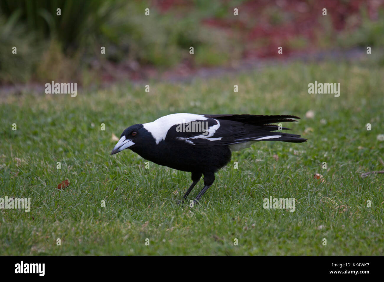 Australian magpies hi-res stock photography and images - Alamy