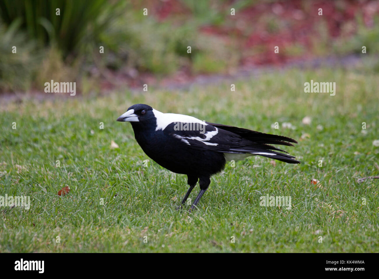 Australian magpie foraging for food on mown grass in Australia Stock ...