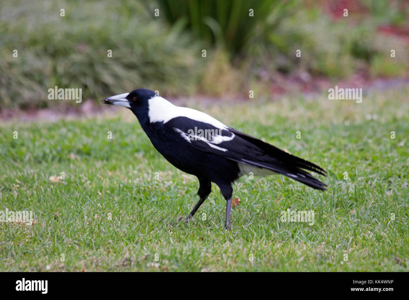 Australian magpie foraging for food on mown grass in Australia Stock ...