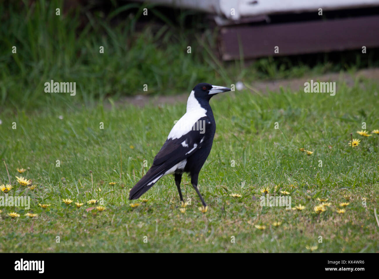 Australian magpies hi-res stock photography and images - Alamy