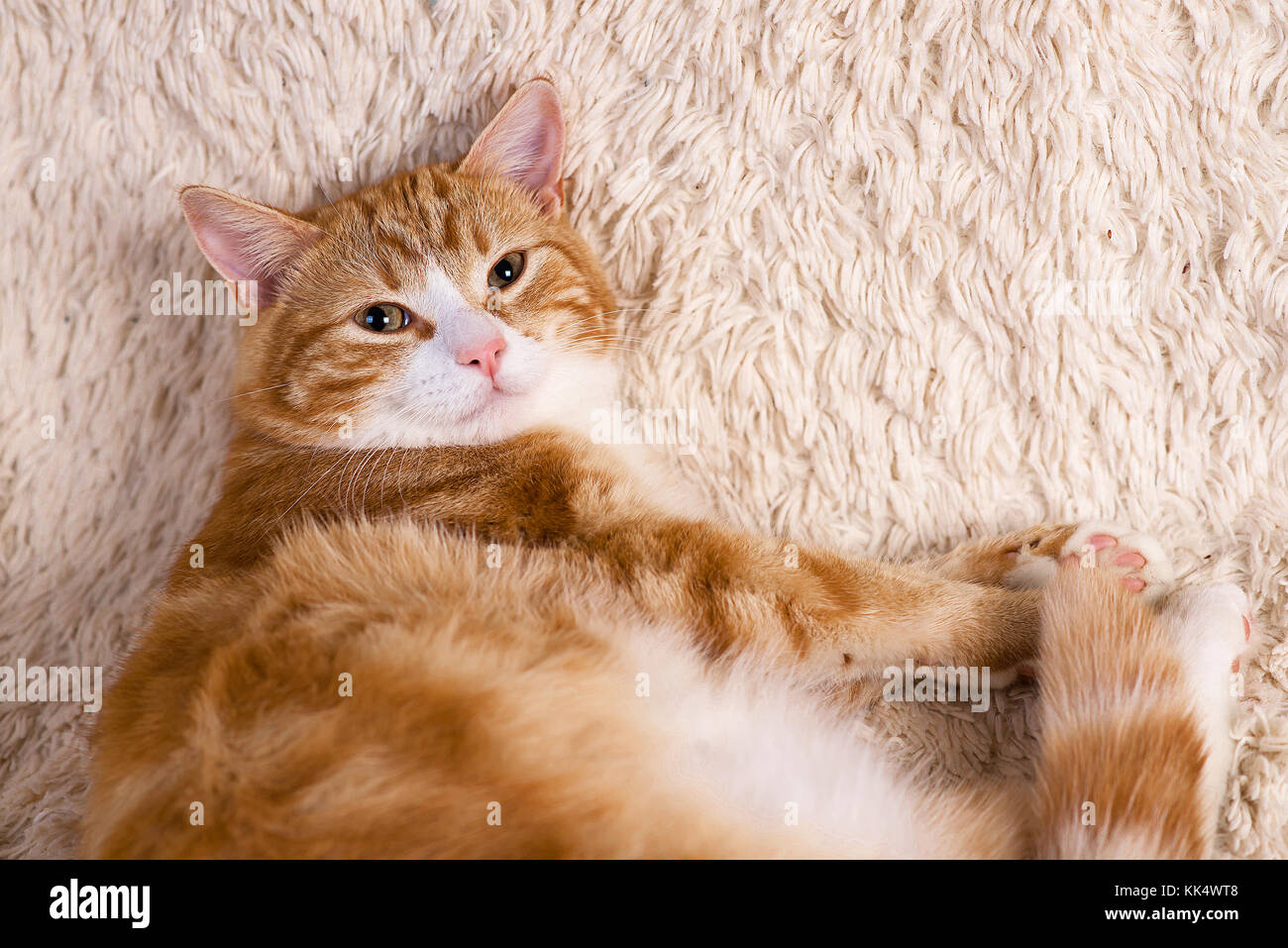 Red cat lying on the bed. Pet couch resting. Fluffy cat sleepin Stock ...