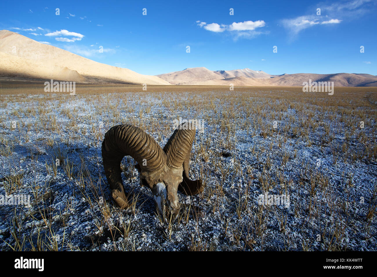 Salty sheep hi-res stock photography and images - Alamy